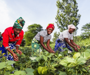 Monitoring & Evaluation - NFWP